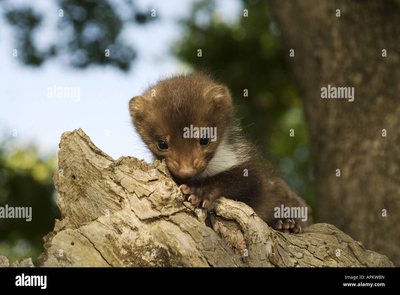 Steinmarder, Steinmarder (Martes Foina), juvenile Steinmarder auf einem ...