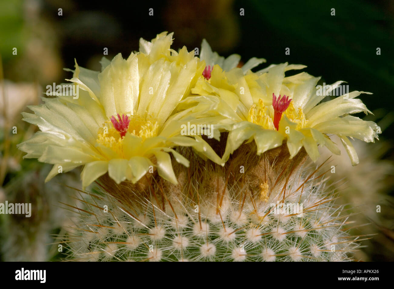 Daumen kaktus -Fotos und -Bildmaterial in hoher Auflösung – Alamy