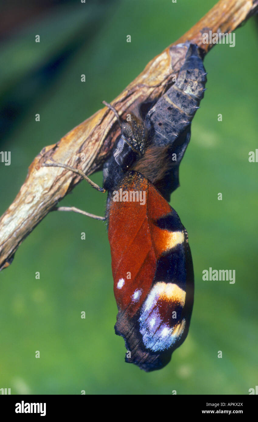 Nymphalis io pupa hatching -Fotos und -Bildmaterial in hoher Auflösung ...