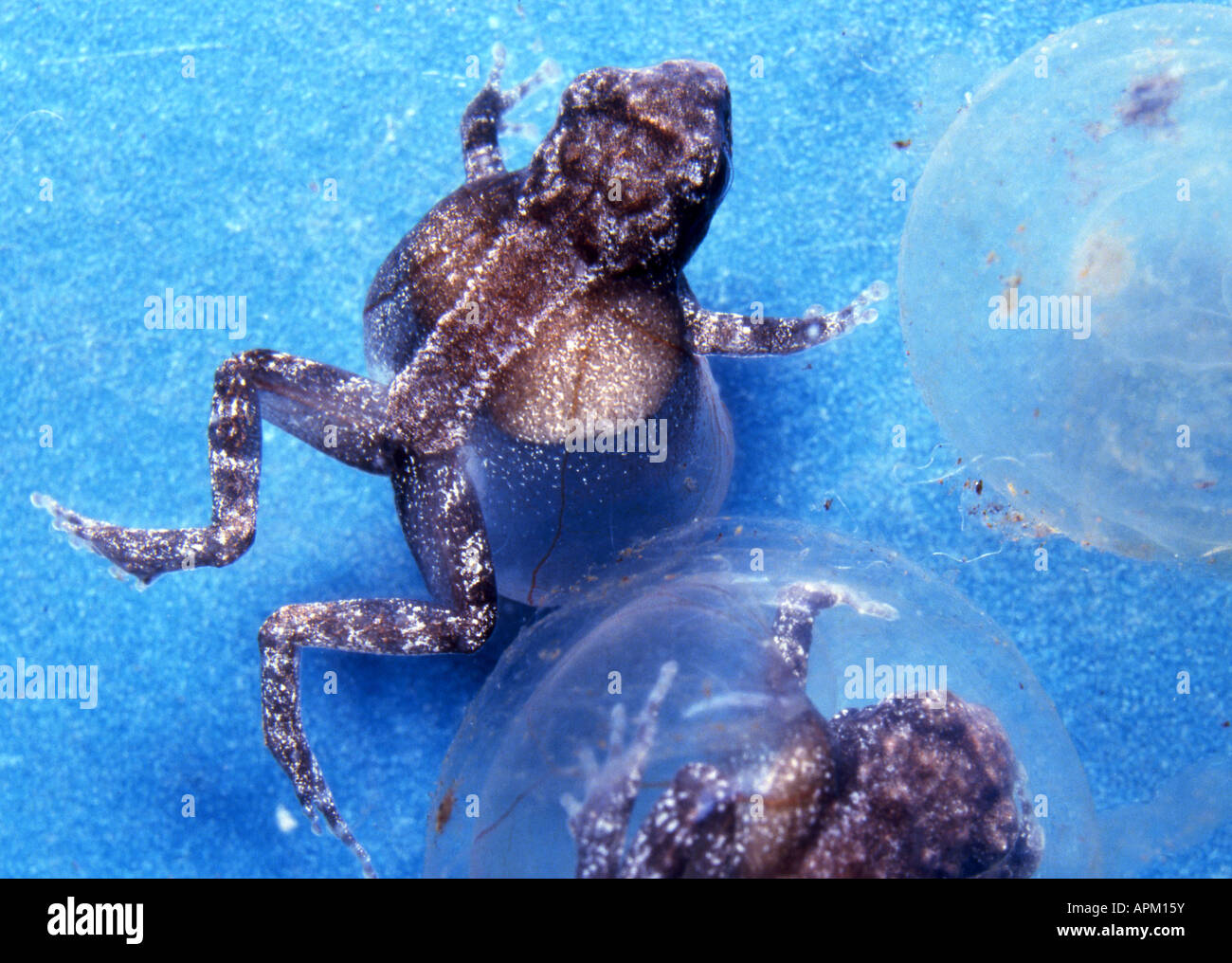Frosch entwicklung -Fotos und -Bildmaterial in hoher Auflösung – Alamy