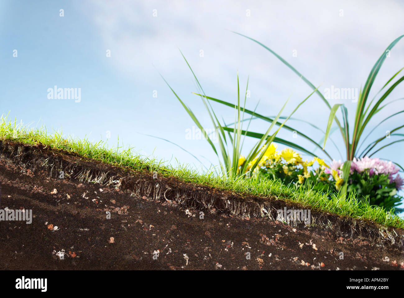 Cross section grass soil -Fotos und -Bildmaterial in hoher Auflösung ...