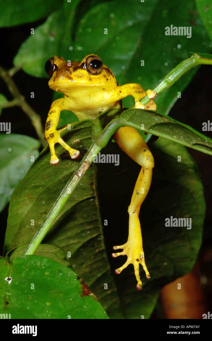 Fiji Tree Frog (Platymantis Vitiensis) klettern auf einem Blatt, gelbe ...