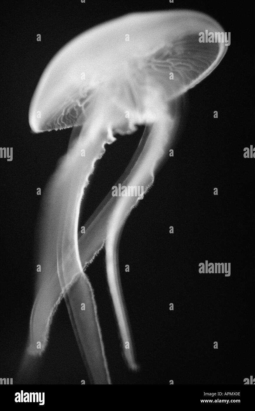 Anatomie der qualle -Fotos und -Bildmaterial in hoher Auflösung – Alamy