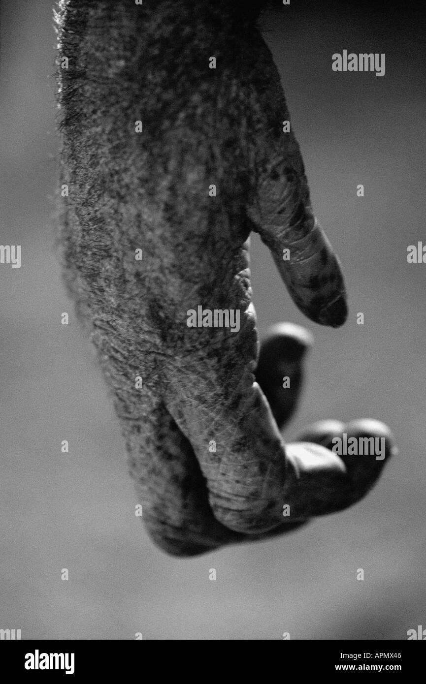 Schimpansen anatomie -Fotos und -Bildmaterial in hoher Auflösung – Alamy