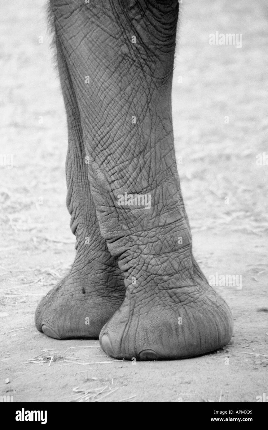 Elephant foot stand Schwarzweiß-Stockfotos und -bilder - Alamy
