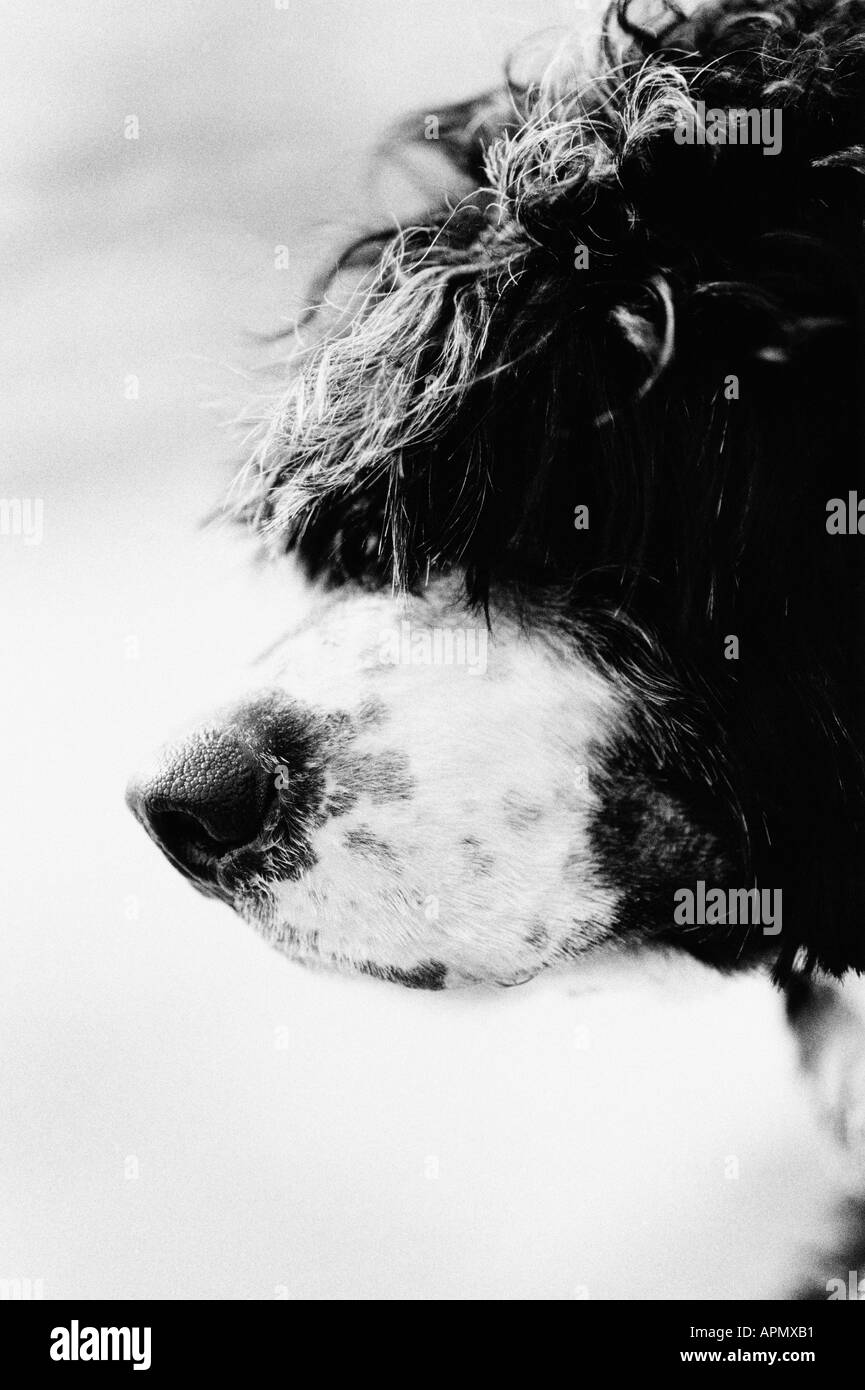 Hund profil -Fotos und -Bildmaterial in hoher Auflösung – Alamy