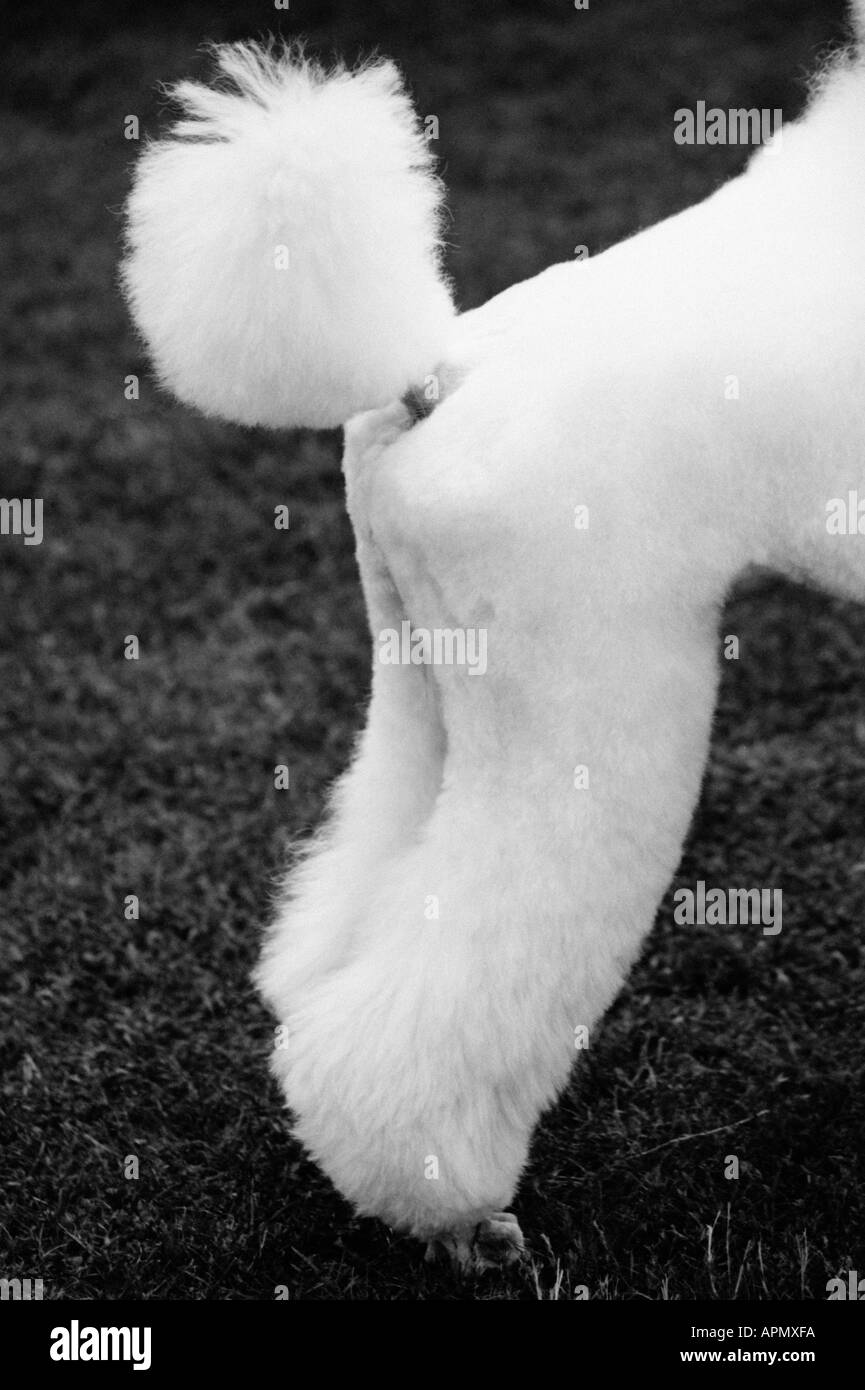 Ein pudel -Fotos und -Bildmaterial in hoher Auflösung – Alamy