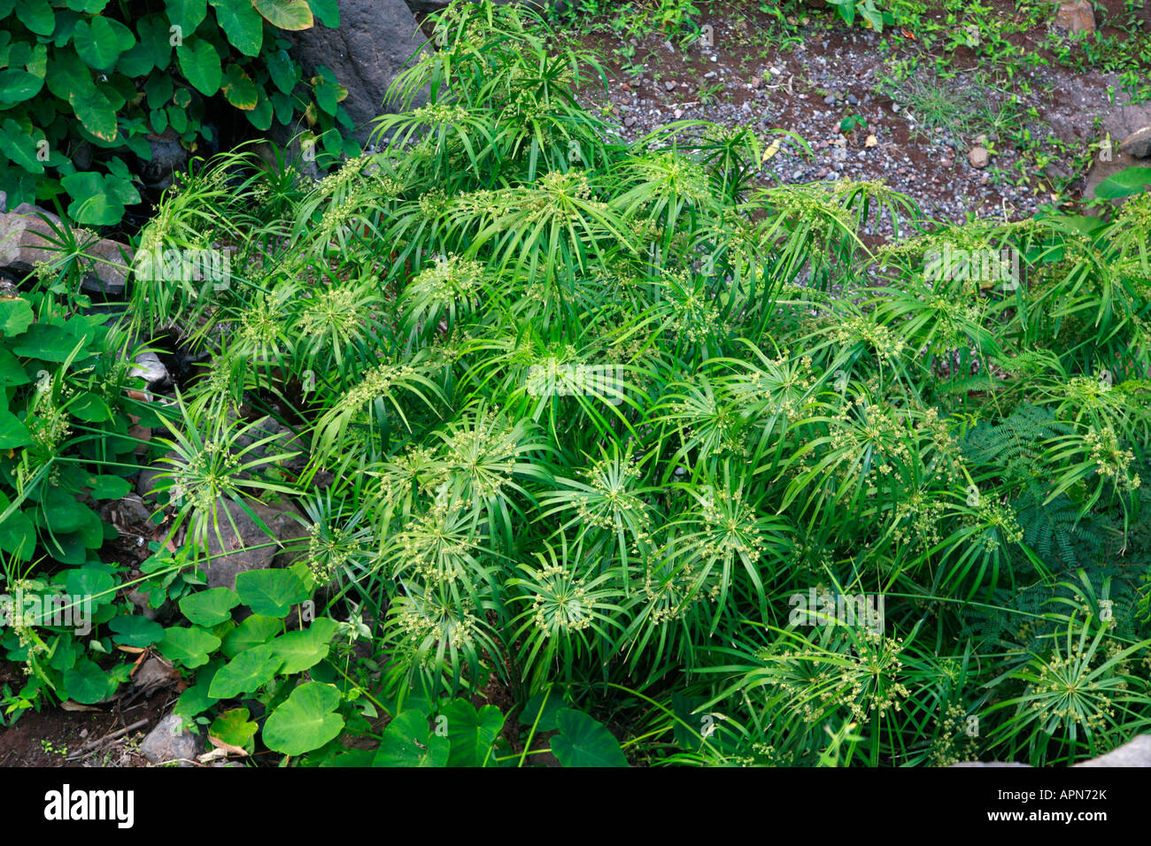 Papyrus stalk -Fotos und -Bildmaterial in hoher Auflösung – Alamy