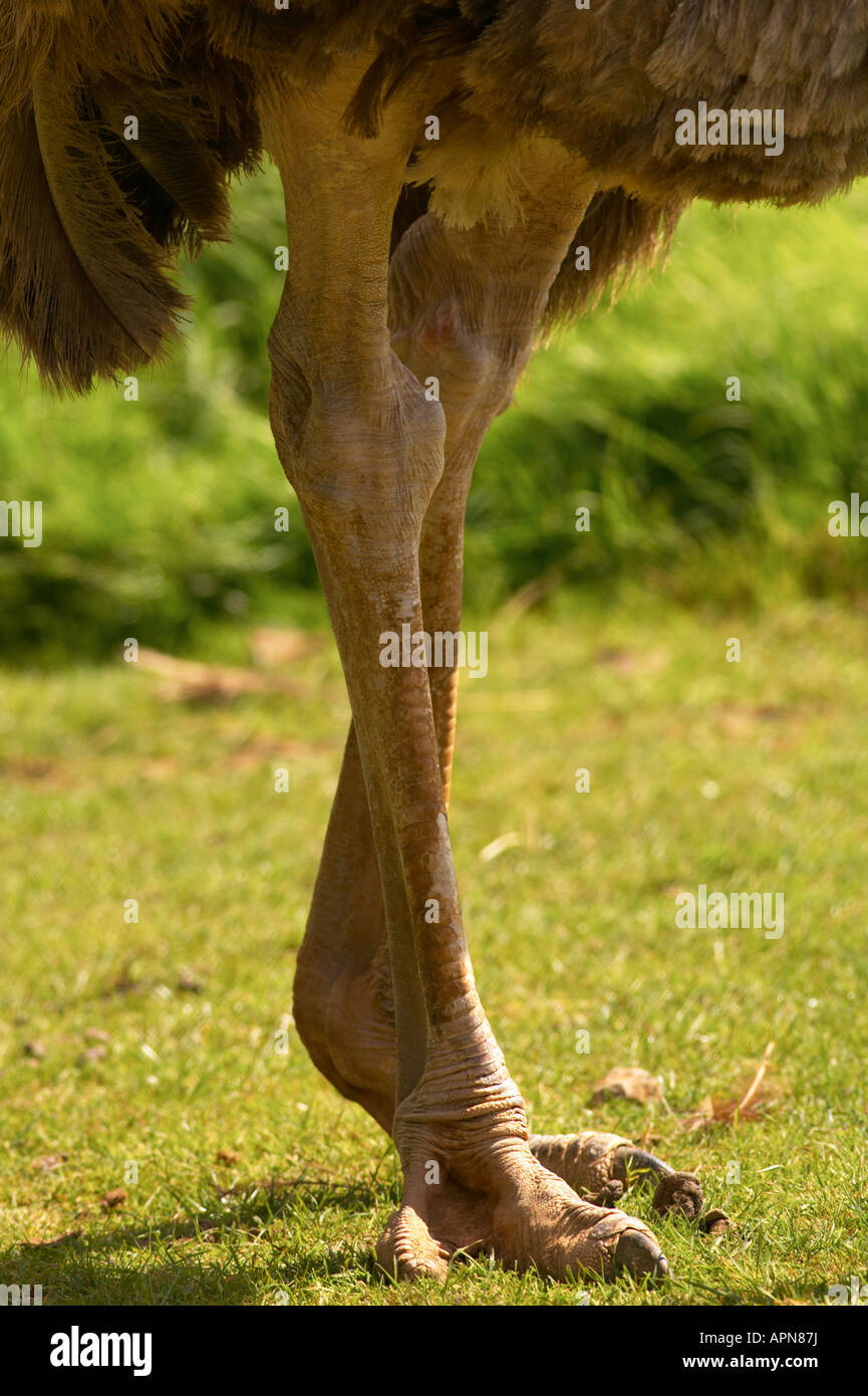 Straußen legs -Fotos und -Bildmaterial in hoher Auflösung – Alamy