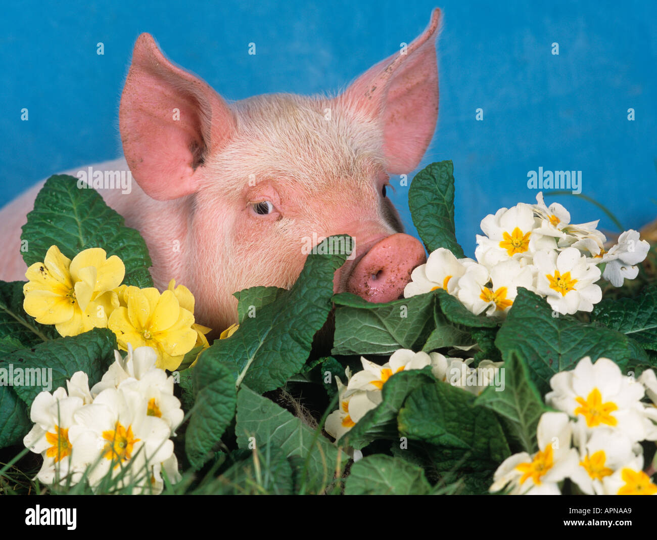 Weißes ferkel -Fotos und -Bildmaterial in hoher Auflösung – Alamy