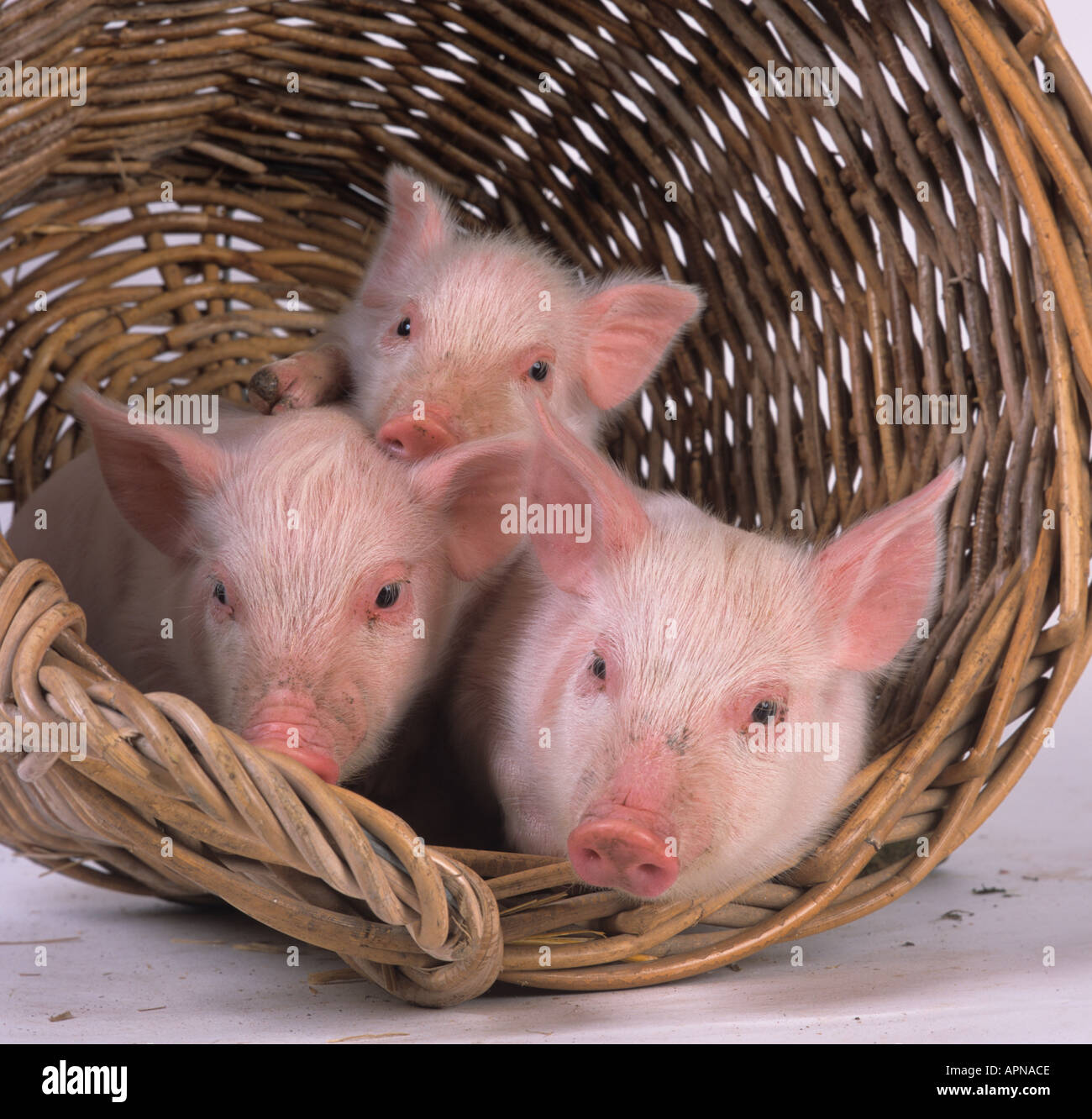 Weiße ferkel -Fotos und -Bildmaterial in hoher Auflösung – Alamy
