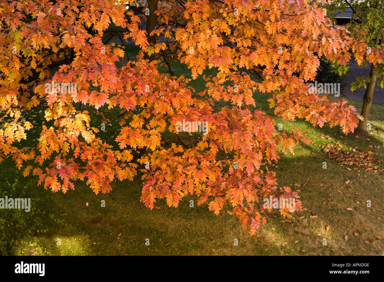 Autunm leaves -Fotos und -Bildmaterial in hoher Auflösung – Alamy