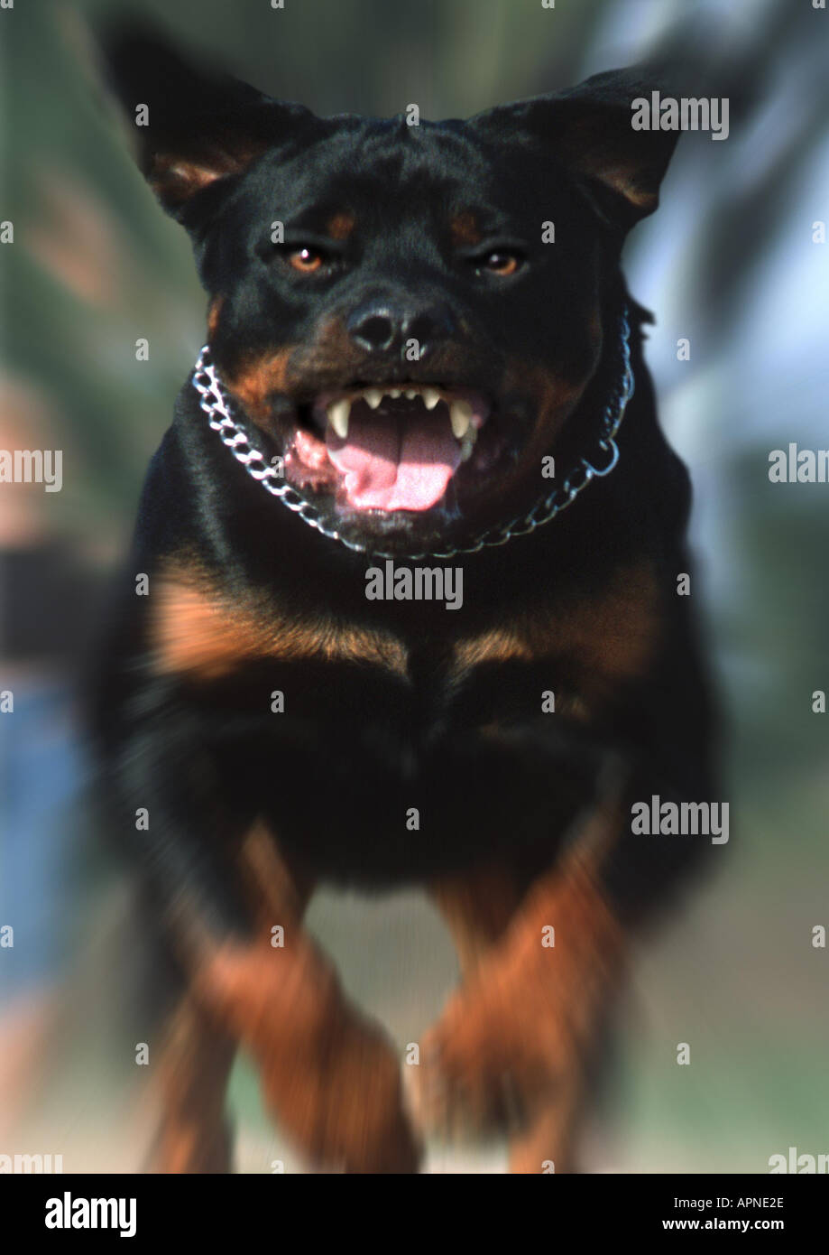 Rottweiler aggressive -Fotos und -Bildmaterial in hoher Auflösung – Alamy