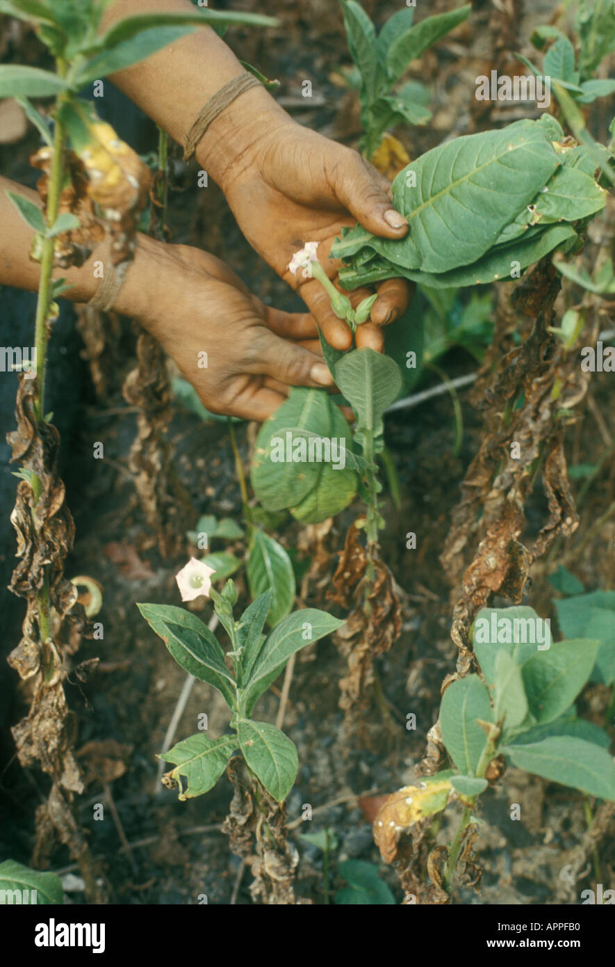 Guayana hochland -Fotos und -Bildmaterial in hoher Auflösung – Alamy