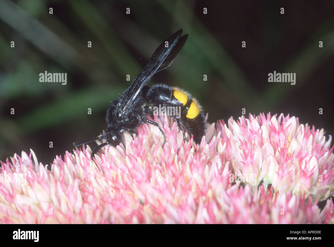 Scolia hirta -Fotos und -Bildmaterial in hoher Auflösung – Alamy