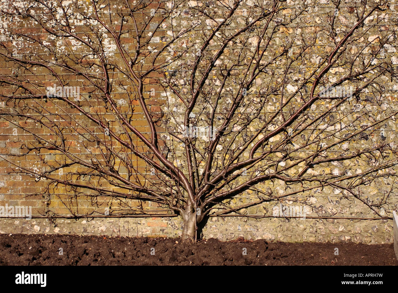 Beibehaltener baum -Fotos und -Bildmaterial in hoher Auflösung – Alamy