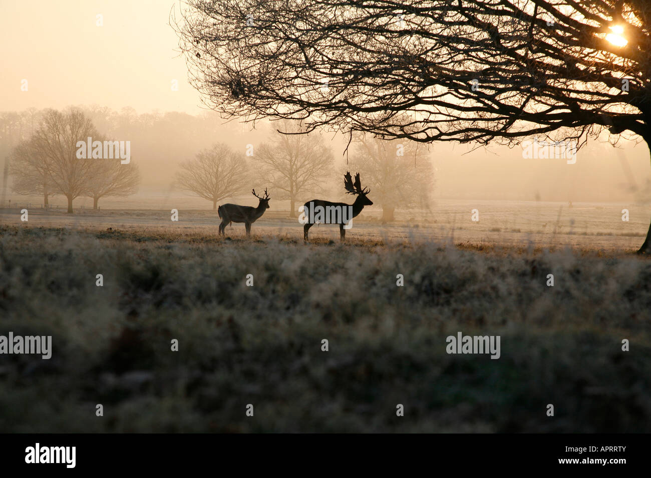 London hirsch hirsch silhouette -Fotos und -Bildmaterial in hoher ...
