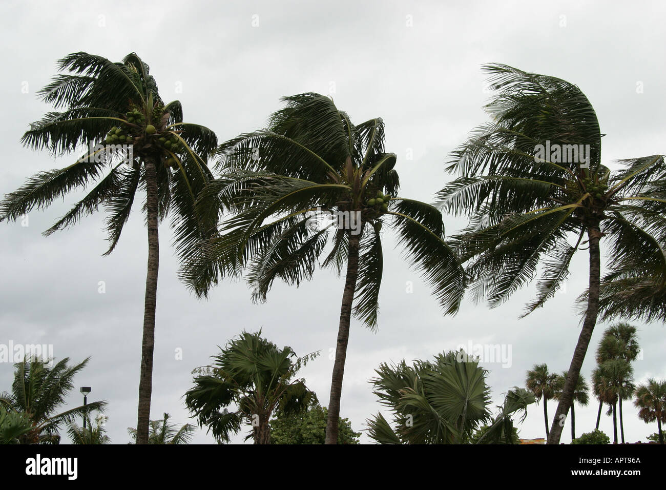 Wind blown palm trees -Fotos und -Bildmaterial in hoher Auflösung – Alamy
