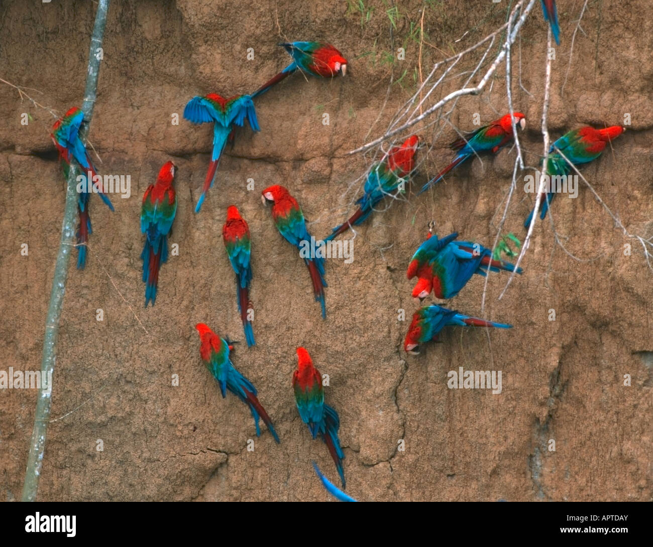 Gruppe von aras -Fotos und -Bildmaterial in hoher Auflösung – Alamy