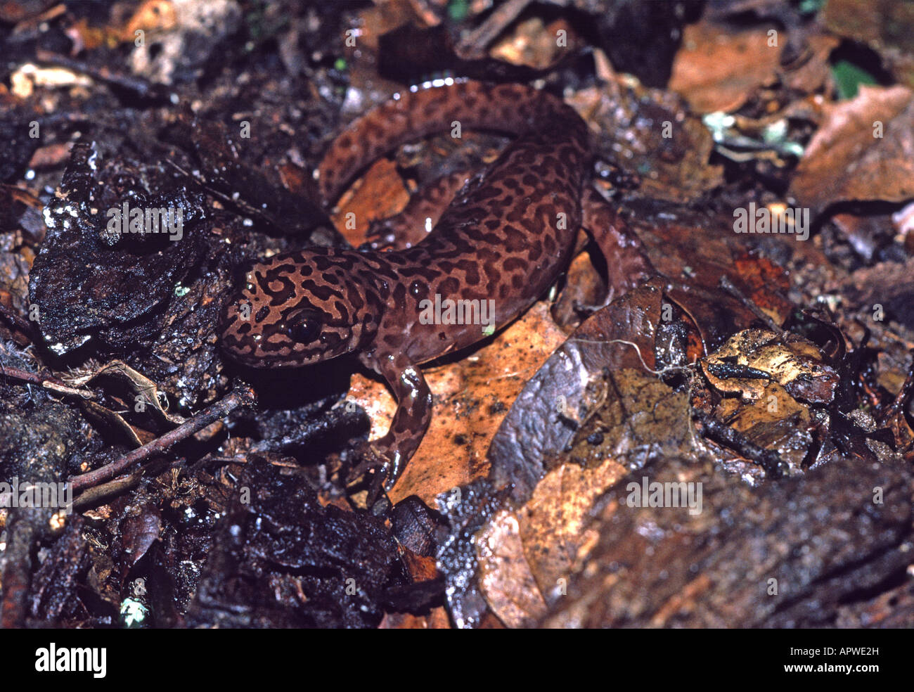 Pazifische Riesensalamander Dicamptodon Enatus Monte Bello Open Space ...