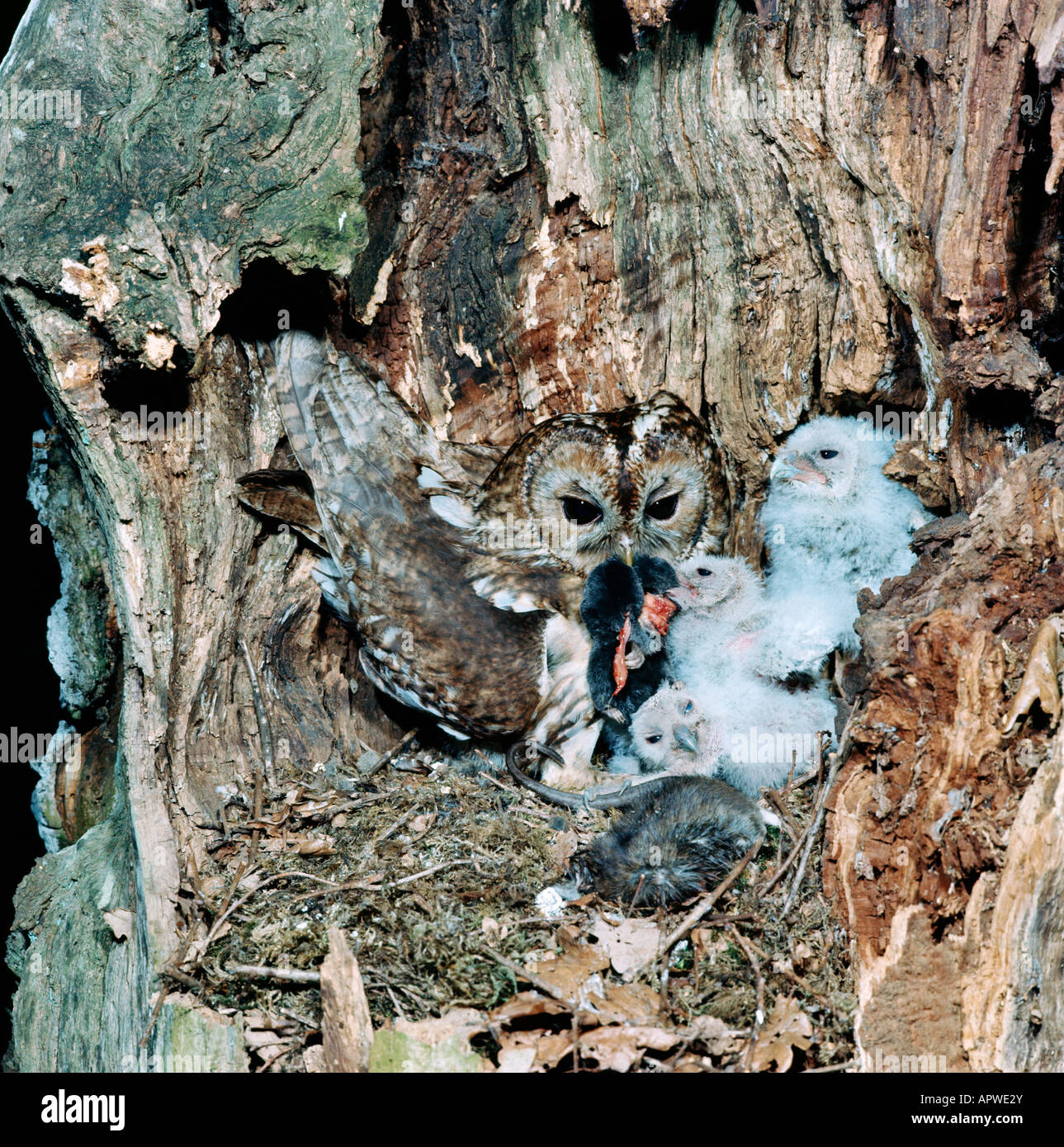 Waldkauz Chouette Hulotte Waldkauz Strix Aluco mit jungen im Nest Tiere ...