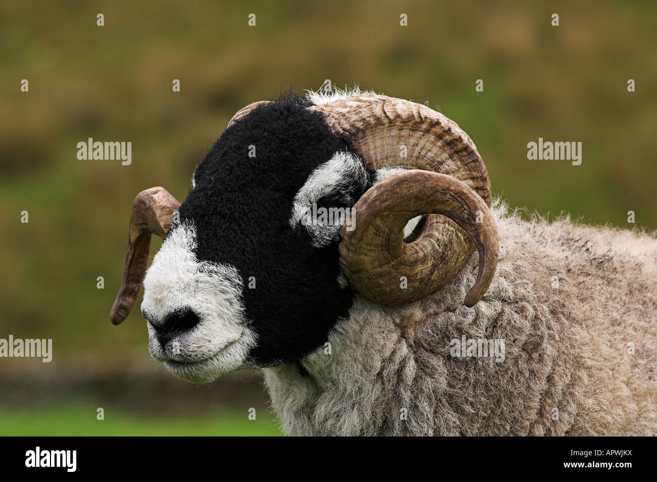Swaledale ram -Fotos und -Bildmaterial in hoher Auflösung – Alamy