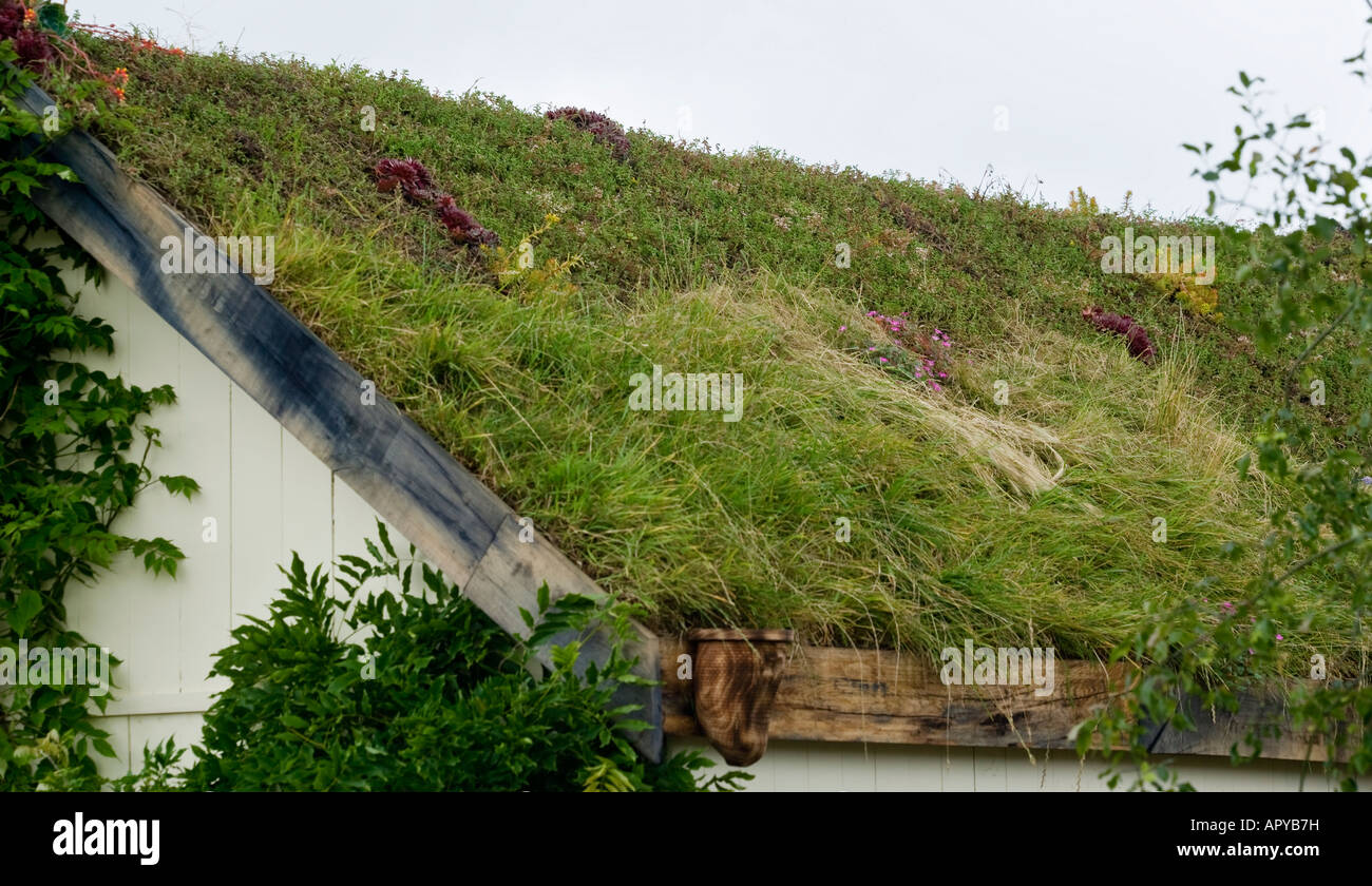 Sedum populifolium Stockfotos und -bilder Kaufen - Alamy