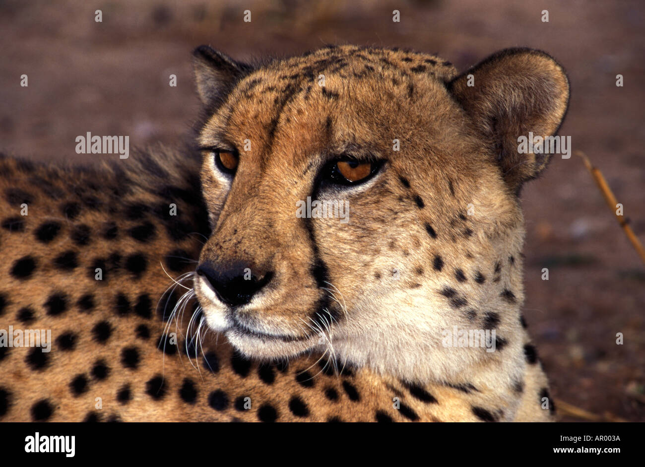 Mount etjo safari lodge -Fotos und -Bildmaterial in hoher Auflösung – Alamy