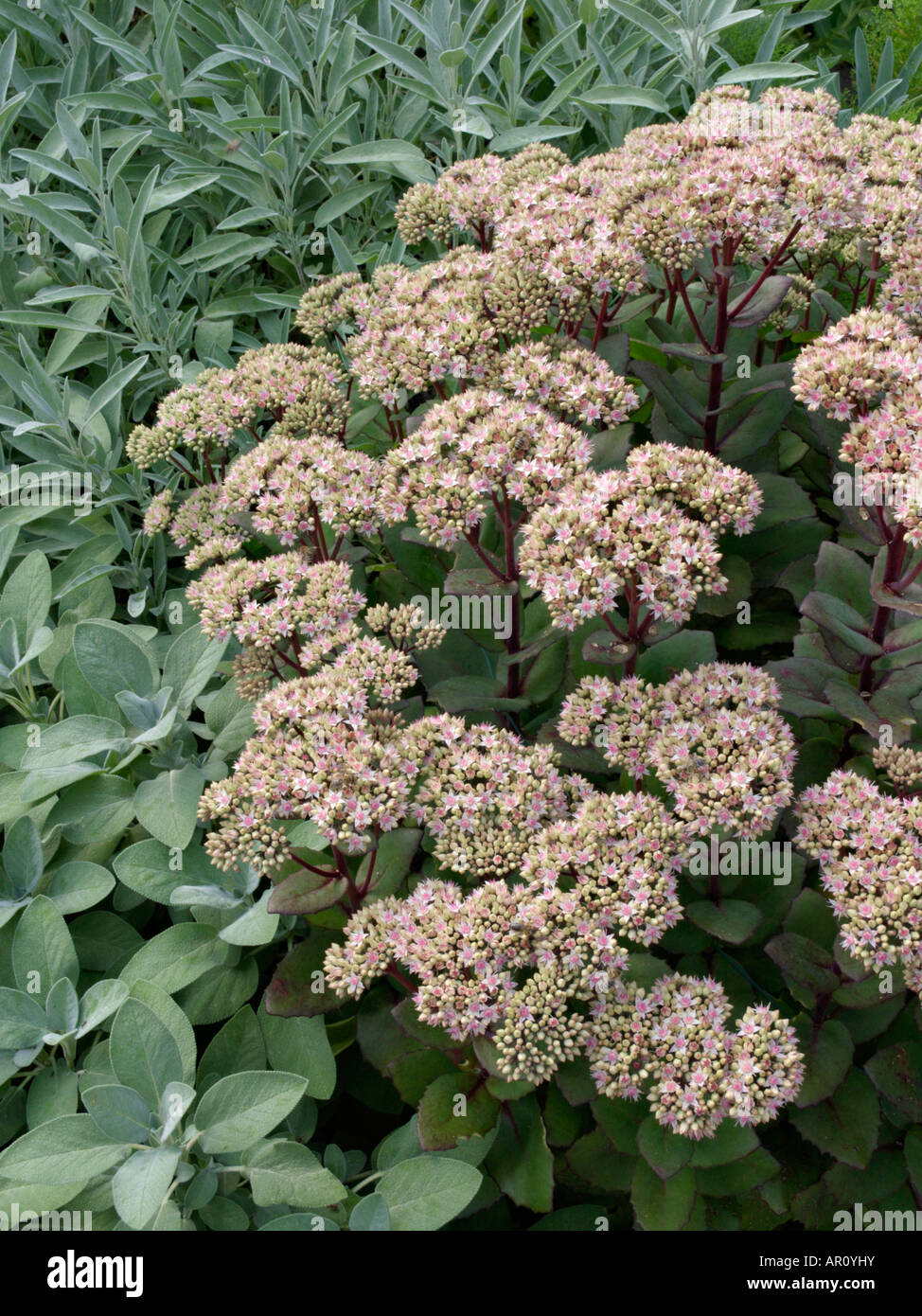 Sedum telephium flower -Fotos und -Bildmaterial in hoher Auflösung – Alamy