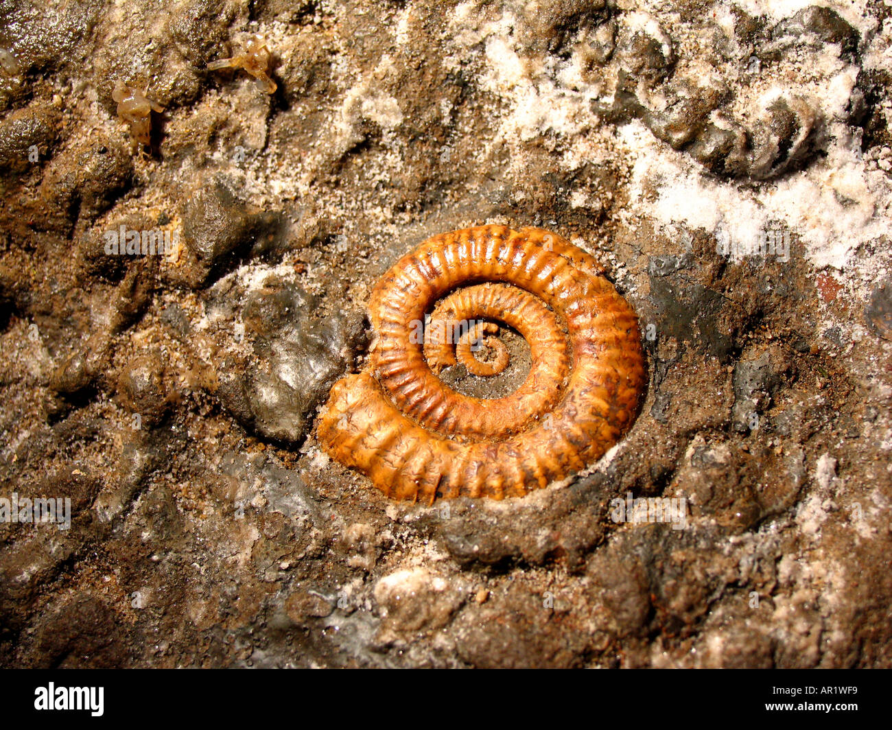 Fossile freie welt -Fotos und -Bildmaterial in hoher Auflösung – Alamy
