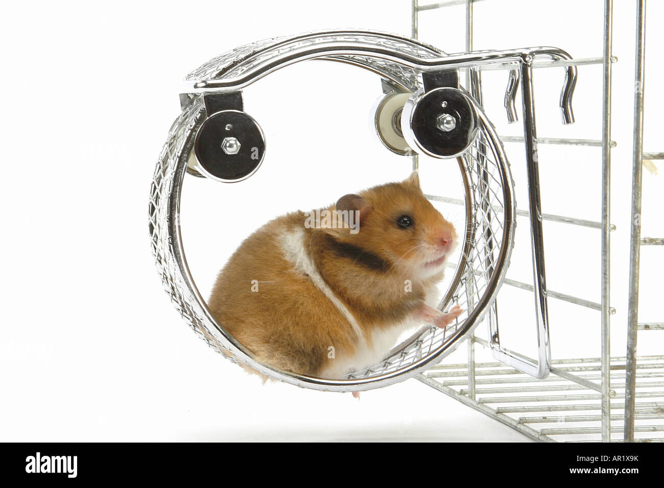 Goldhamster im rad -Fotos und -Bildmaterial in hoher Auflösung – Alamy