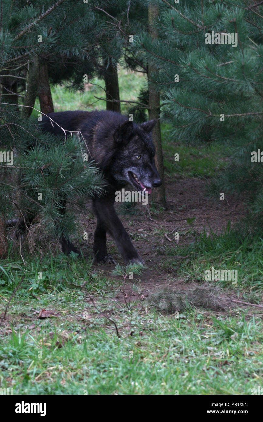 Wolf entkam -Fotos und -Bildmaterial in hoher Auflösung – Alamy