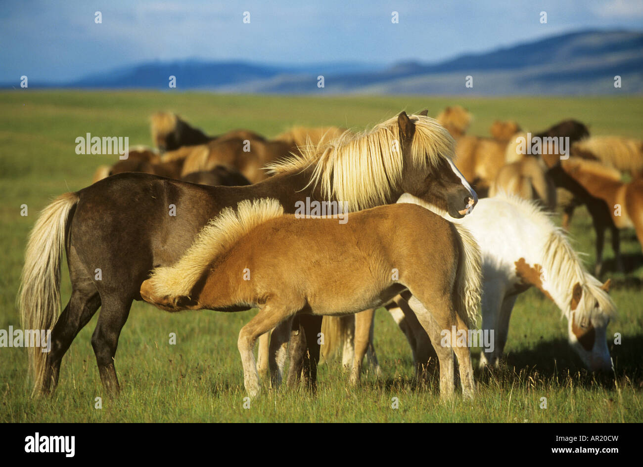 Stehendes pferd verschiedene tiere -Fotos und -Bildmaterial in hoher ...
