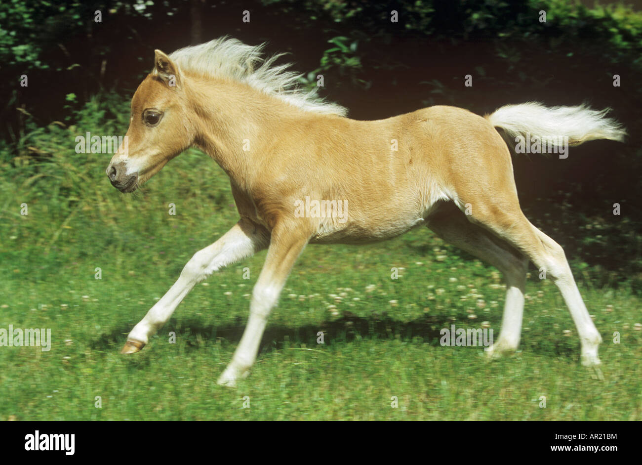 American Miniature Horse - Fohlen auf der Wiese Stockfotografie - Alamy