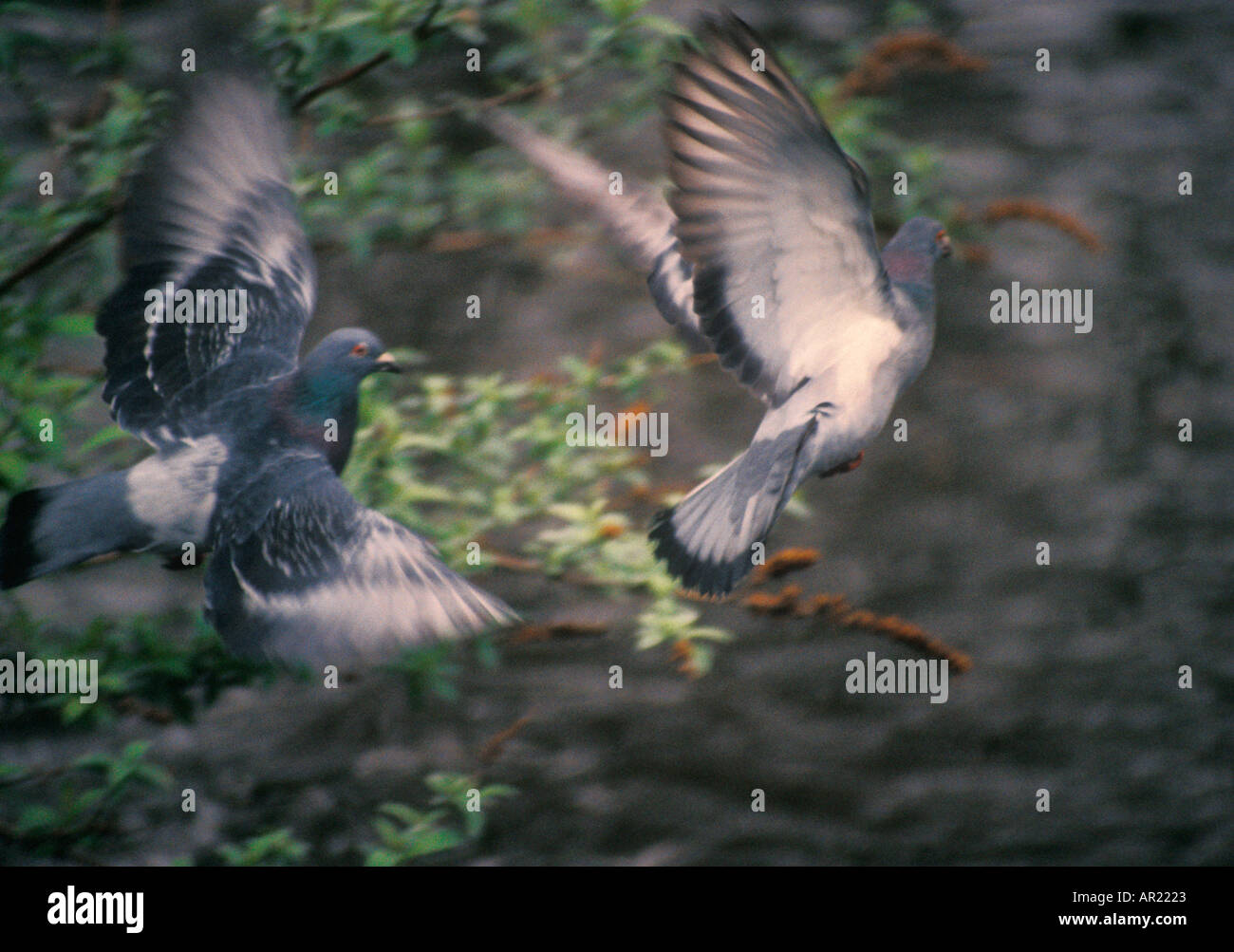 Gefangene tauben -Fotos und -Bildmaterial in hoher Auflösung – Alamy