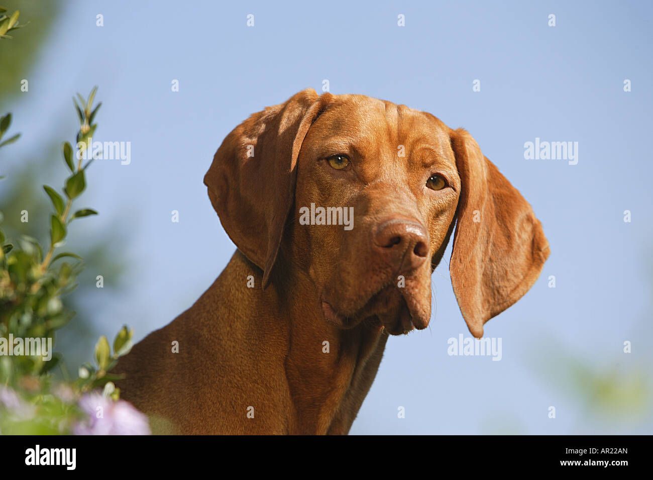 Magyar viszla -Fotos und -Bildmaterial in hoher Auflösung – Alamy