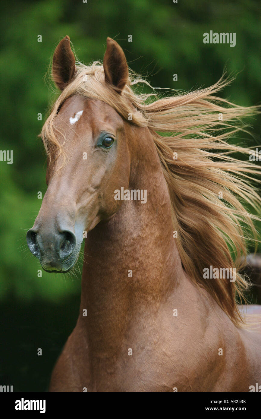 Amerikanische sattelpferde -Fotos und -Bildmaterial in hoher Auflösung ...