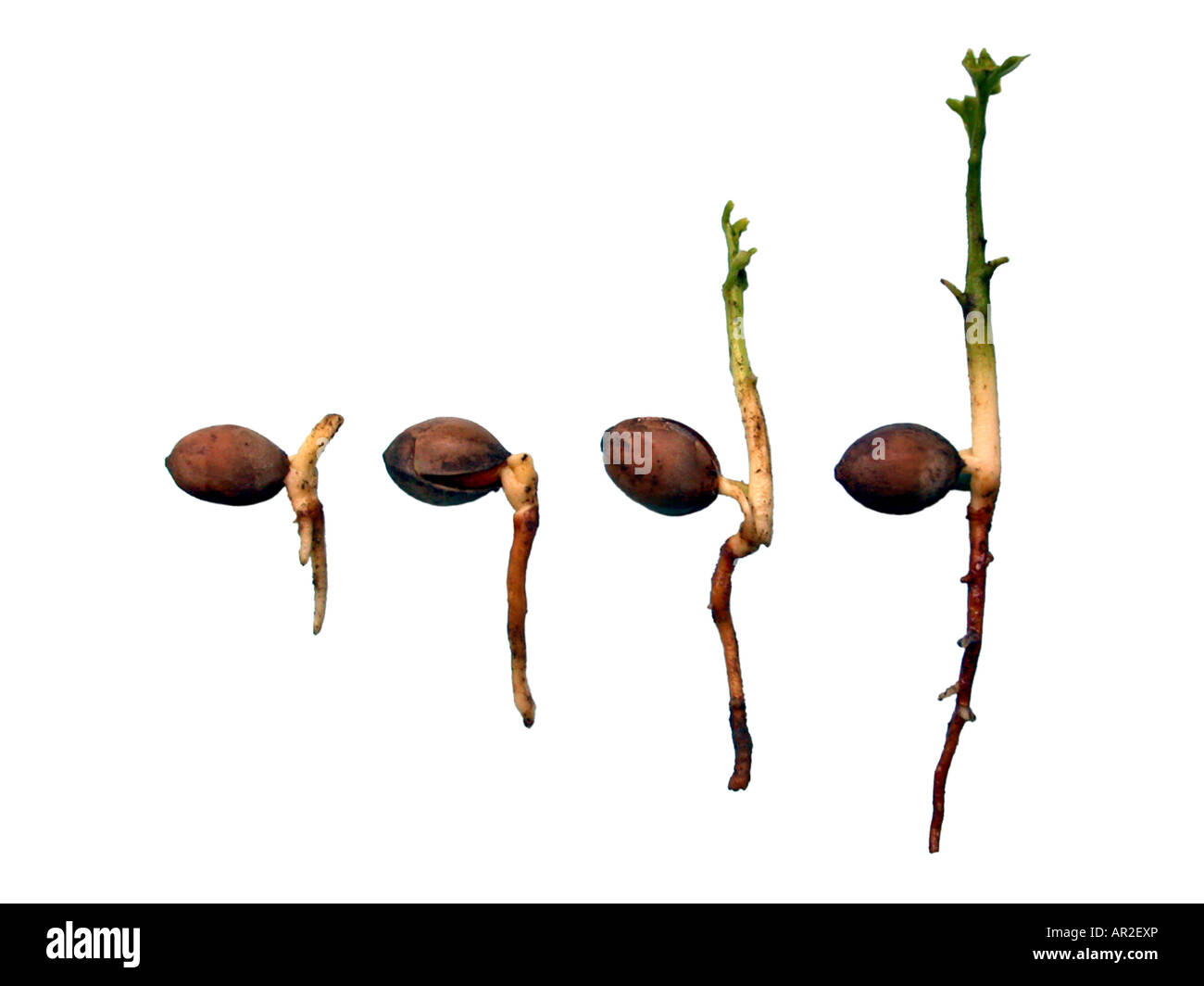 tausend-Baum, Ginkgo-Baum, Ginkgo Baum, Ginko (Ginkgo Biloba), keimende ...