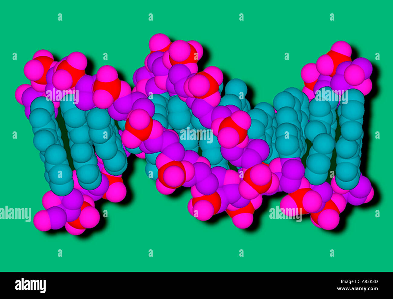 Molekülmodell eines DNA-Moleküls zeigt die Basenpaare in blau und das ...