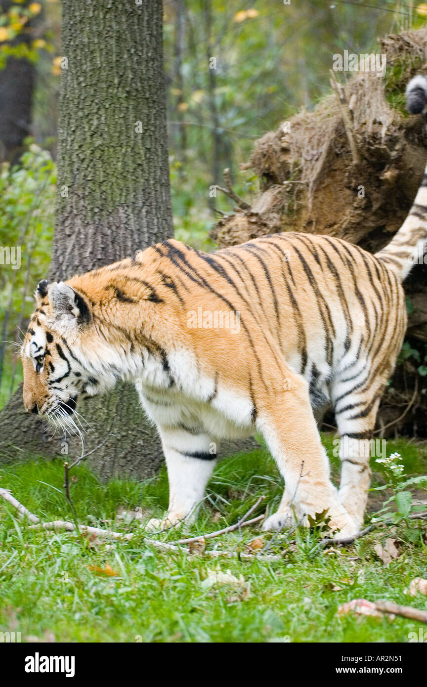 Ein Tiger, Panthera Tigris, Kennzeichnung der Terrotory mit Urin-spray ...