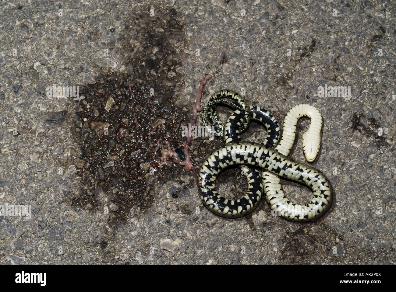 Balkan Ringelnatter (Natrix Natrix Persa), Roadkill, Pylos, Messinien ...
