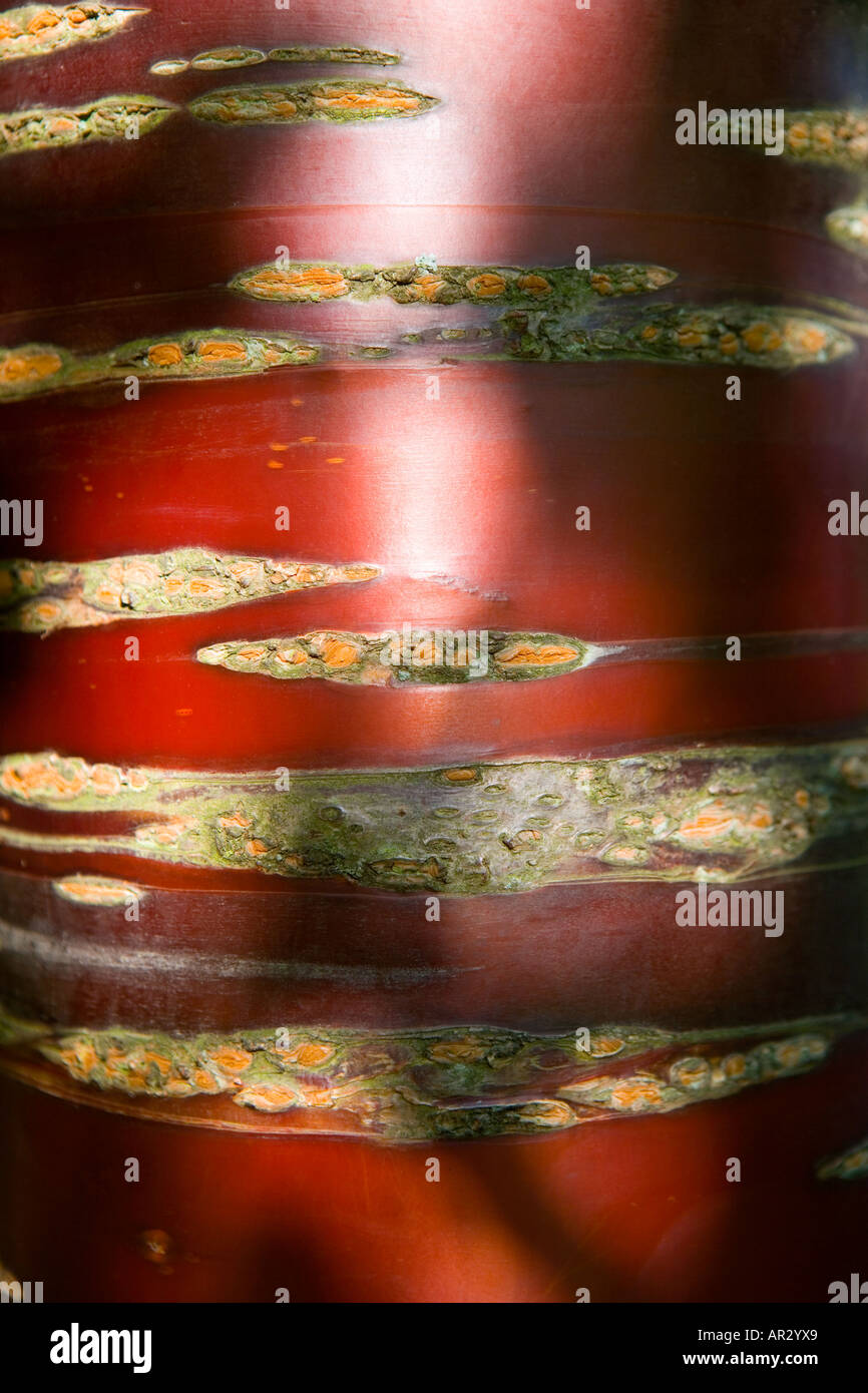 Prunus serrula rinde detail -Fotos und -Bildmaterial in hoher Auflösung ...