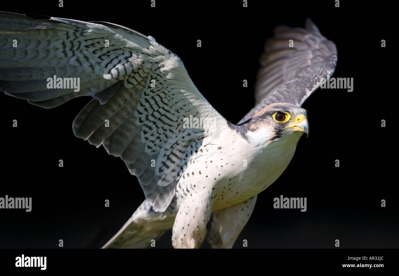 Large falcon -Fotos und -Bildmaterial in hoher Auflösung – Alamy