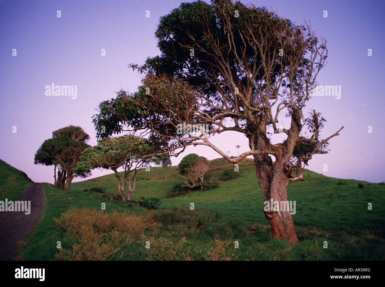 Koa Tree Hawaii Stockfotos & Koa Tree Hawaii Bilder - Alamy