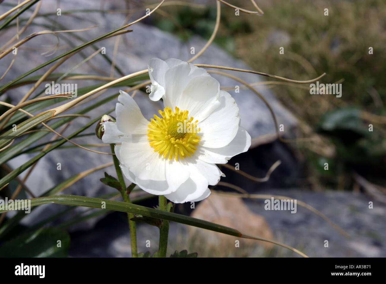 Mount cook lilie -Fotos und -Bildmaterial in hoher Auflösung – Alamy