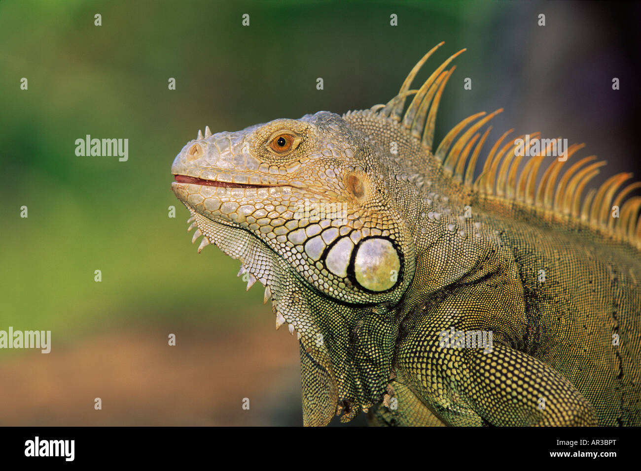 Gruener leguan -Fotos und -Bildmaterial in hoher Auflösung – Alamy