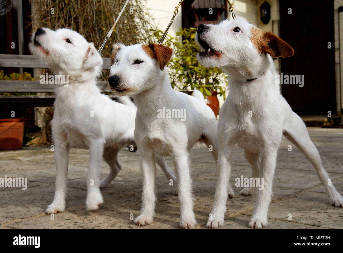 Calne Brian Highfield s 3 jack Russell terrier Pepsi Bradpole ...