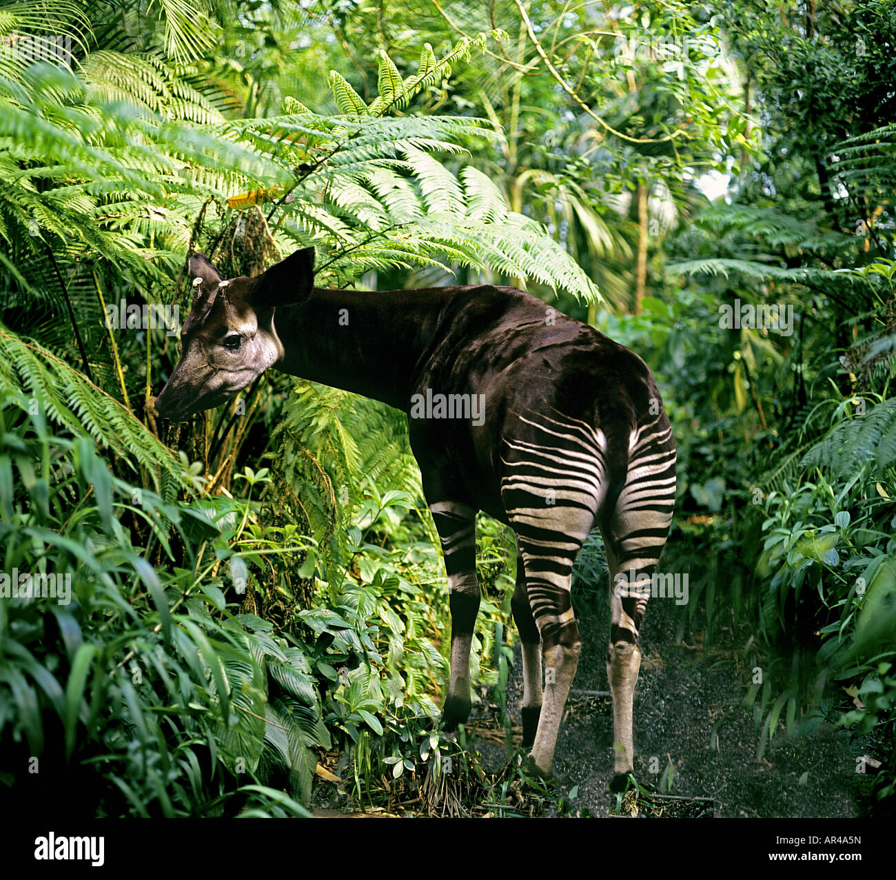 Okapi (Okapia johnstoni). Nach einzelnen stehen in rinforest ...