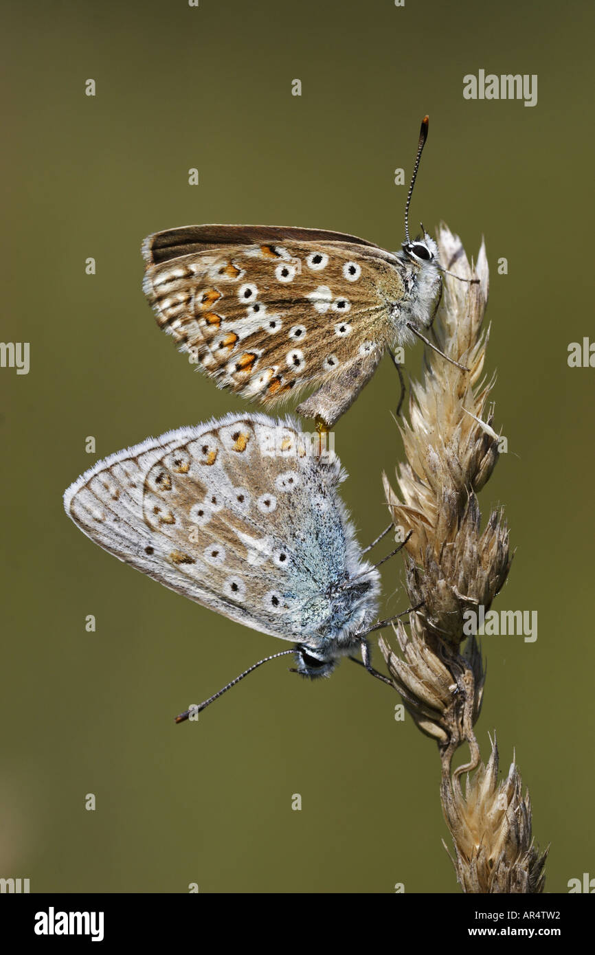 Polyommatinae -Fotos und -Bildmaterial in hoher Auflösung – Alamy