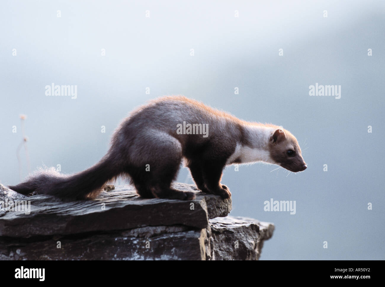Steinmarder, Europäische Steinmarder Martes Foina, Steinmarder ...